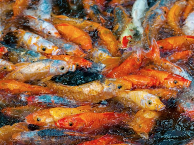 Goldfish as an invasive species? They are taking over one Washington ...